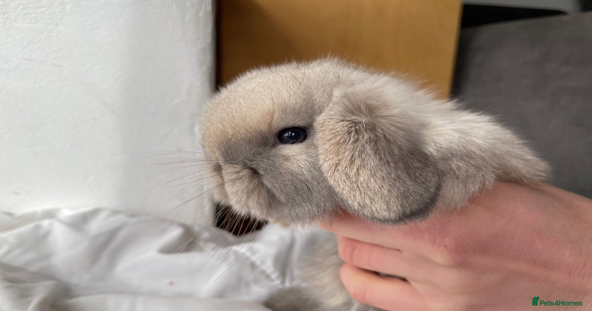 Pure bred mini lop rabbits for sale in Pontypool | Pets4Homes