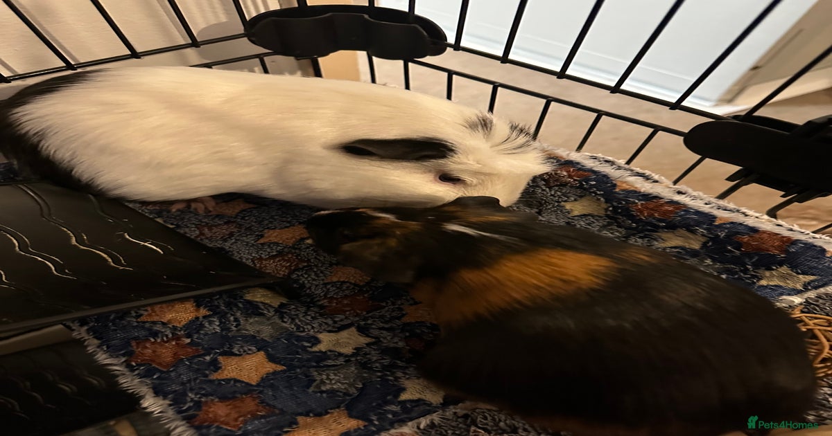 Cocoa and Smudge 2 female indoor Guinea pigs for sale in Cambridge | Pets4Homes