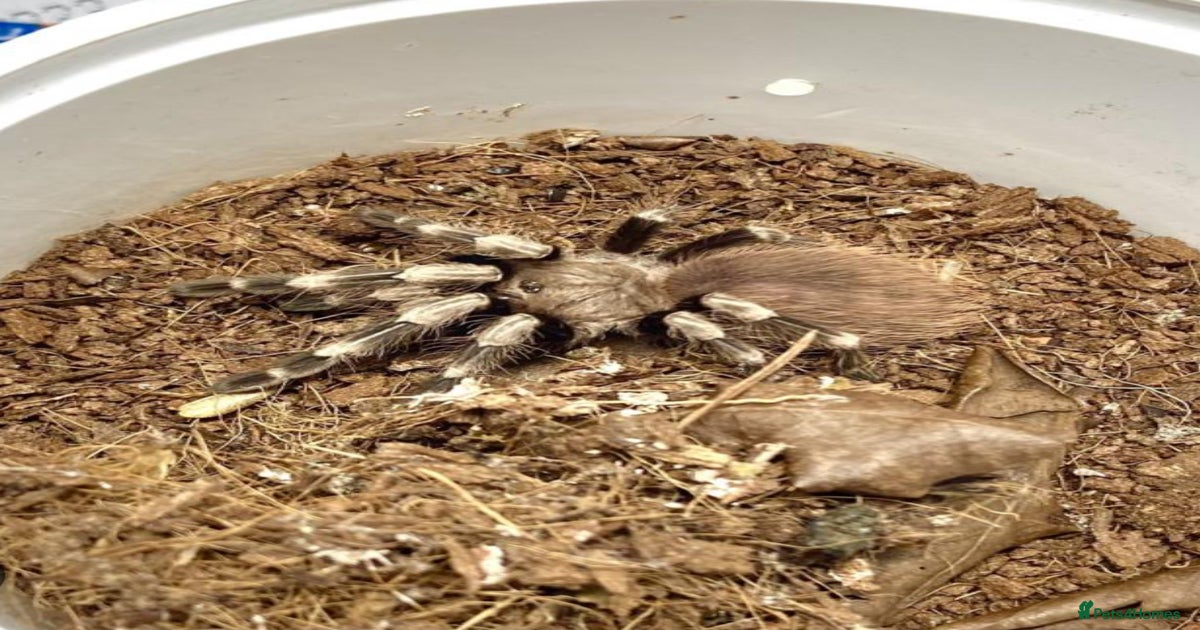 V Chromatus birdeater for sale in Thirsk | Pets4Homes