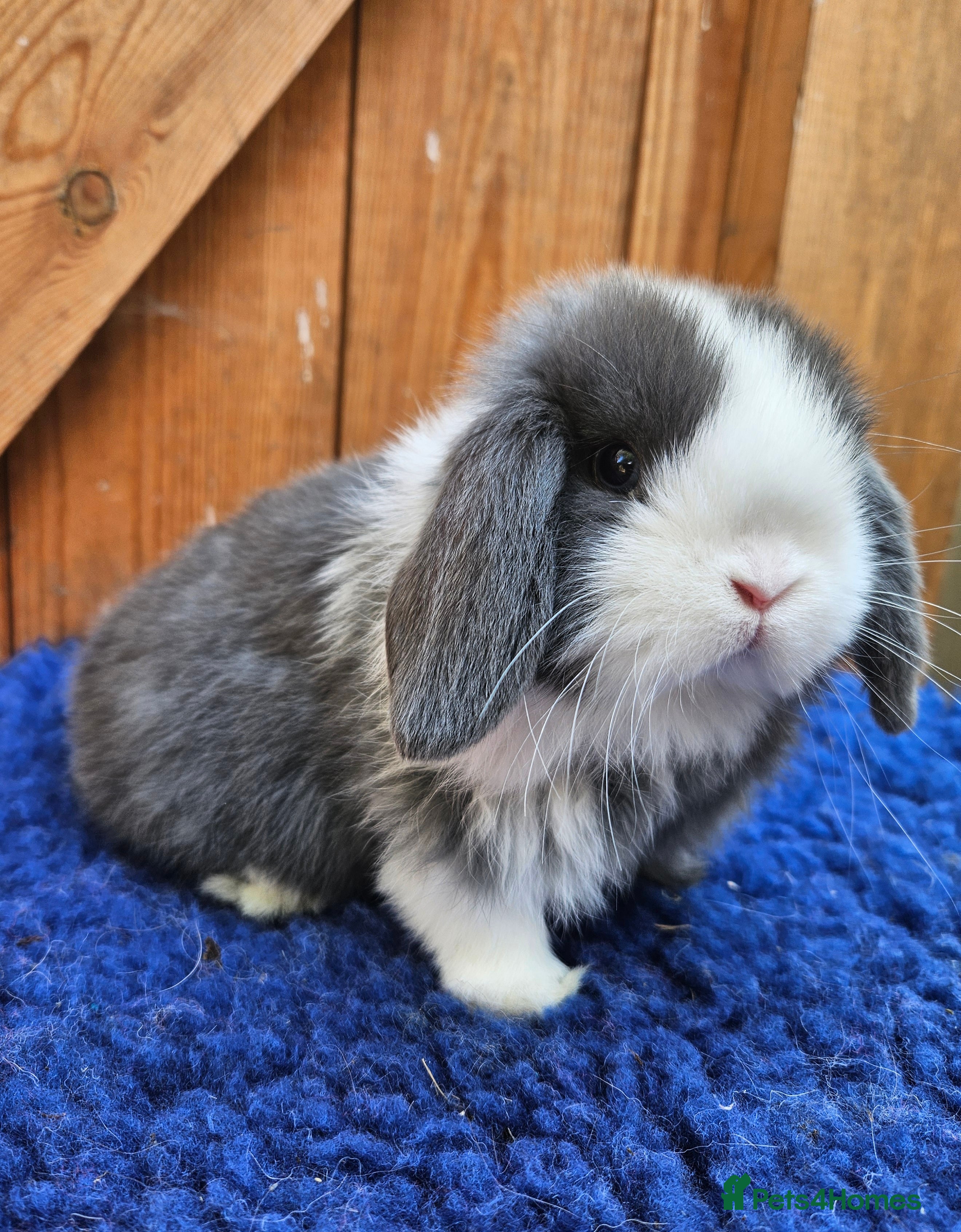Mini Lops for sale for sale in Bognor Regis | Pets4Homes