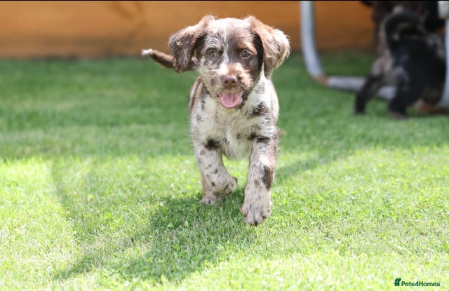 Chocolate Merle & Black Merle Labradoodle Babies🐾 for sale in Diss ...