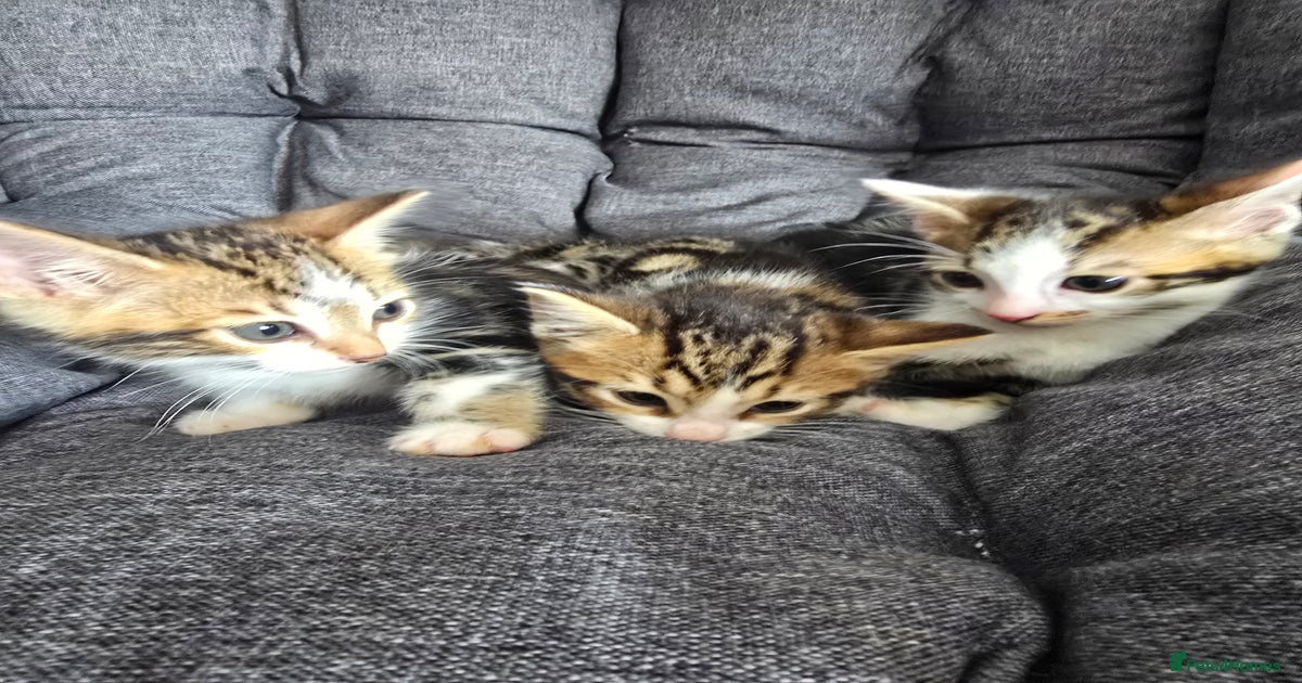 Adorable Bengal Mix Kittens for sale in Wellingborough | Pets4Homes