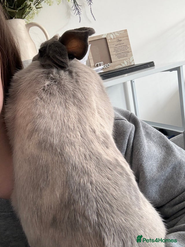 Female rabbit for sale in New Romney | Pets4Homes