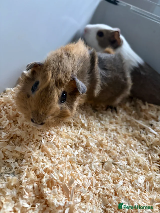 2 guinea pigs for sale in Wellingborough | Pets4Homes