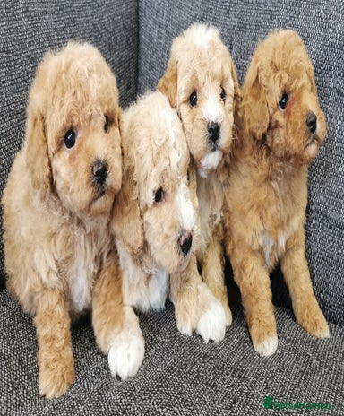 Poochon Dogs Breed - Information, Temperament, Size & Price | Pets4Homes