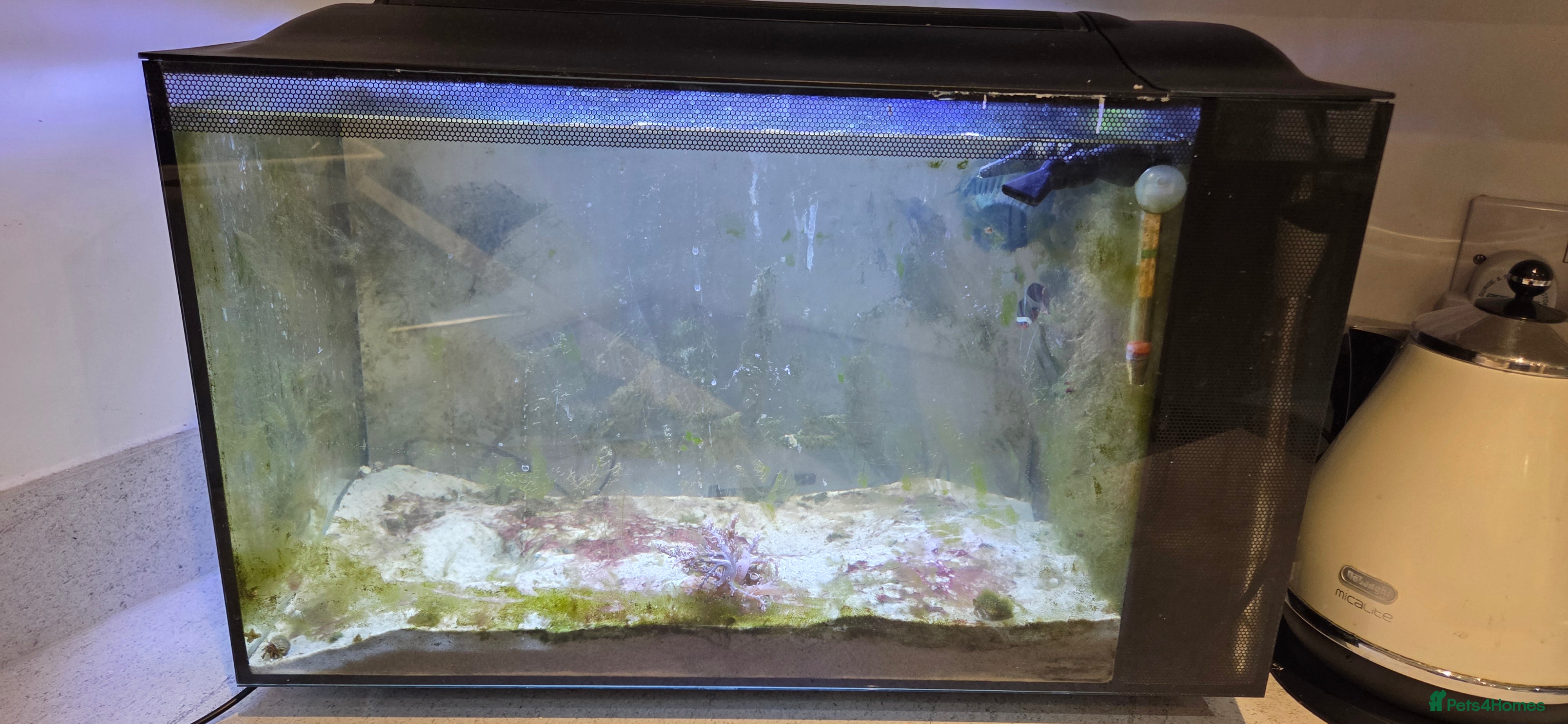 Saltwater fish tank setup for sale in Dunstable | Pets4Homes