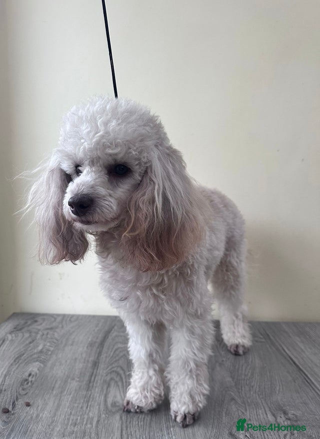 🌙Monty Moonshine KC Café au Lait Toy Poodle Stud for stud in Bristol ...