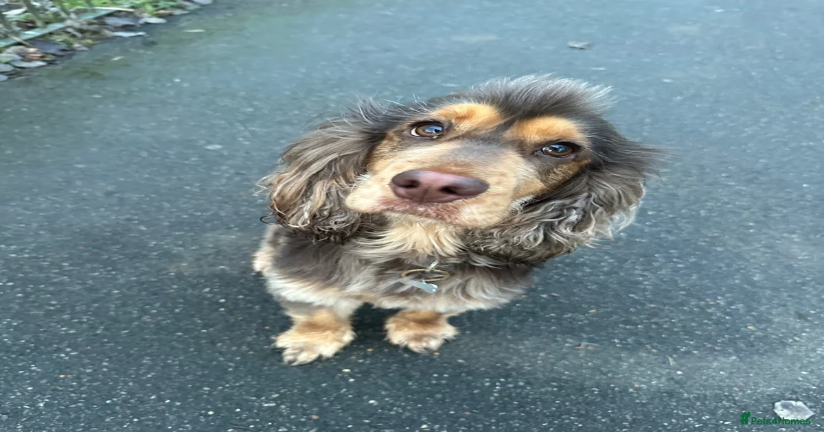 Show Chocolate Sable Cocker Spaniel for stud in London | Pets4Homes