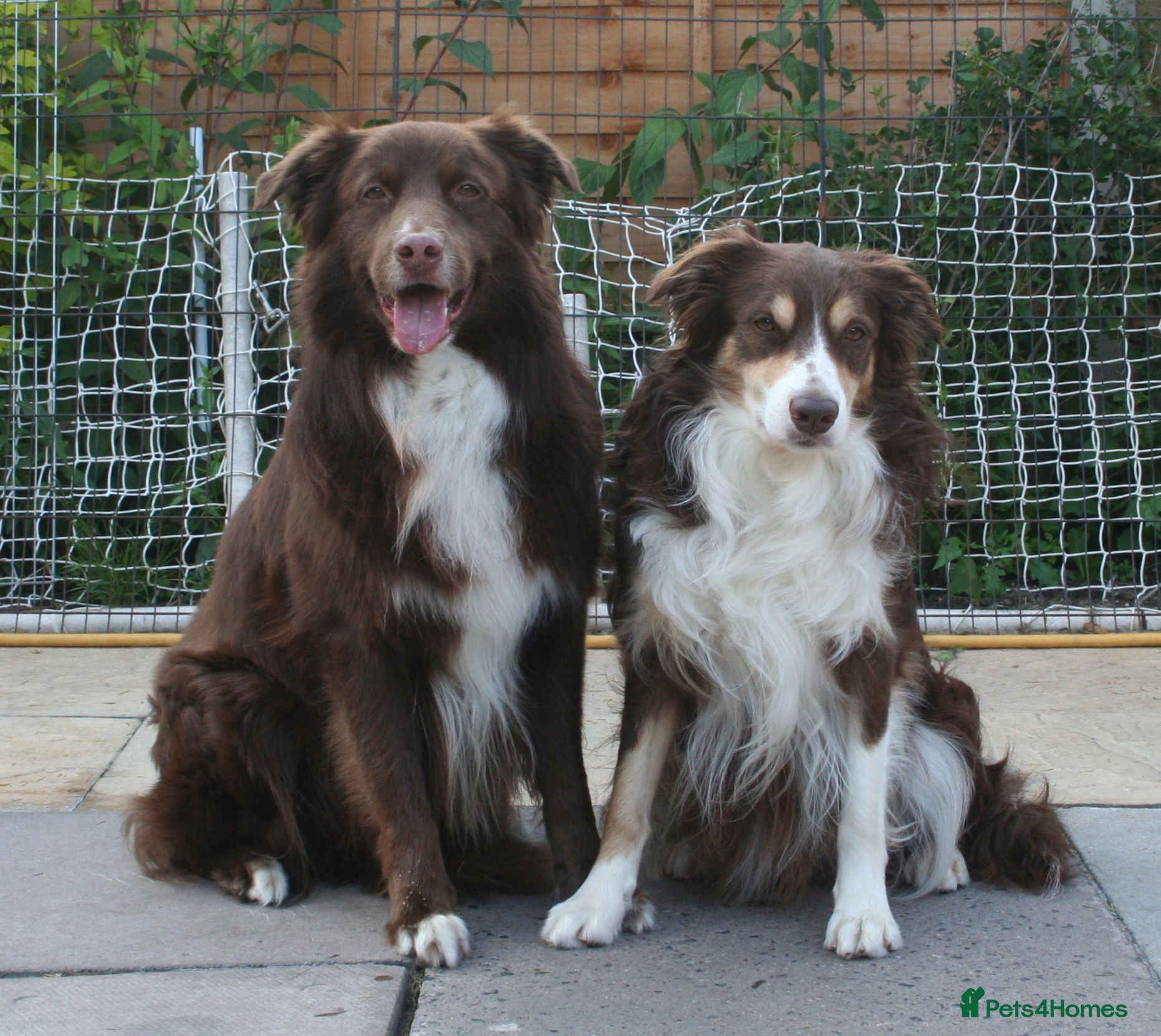 AT STUD - DNA tested, registered Border Collies for stud in Birmingham ...