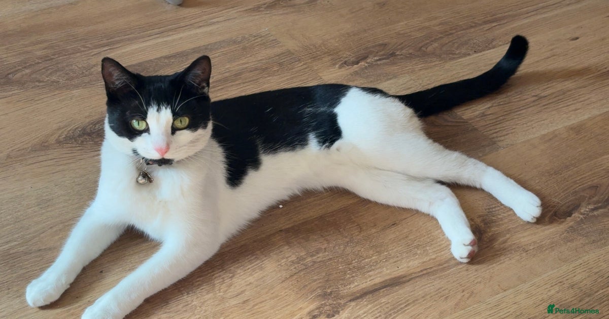 Jess 2 1/2 year old cat for sale in Spalding | Pets4Homes