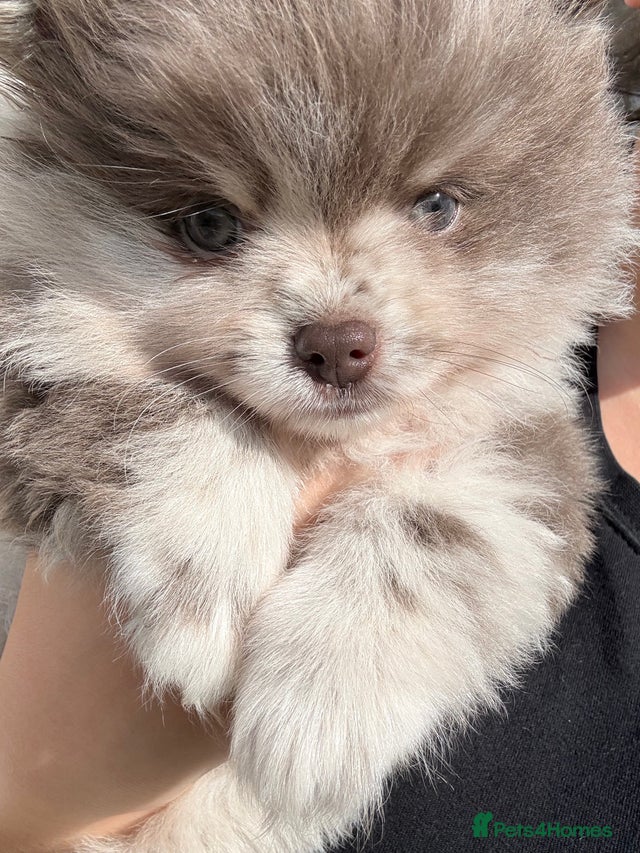Lilac Merle Pomeranian, ready for new home. for sale in Chichester ...