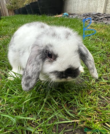 Rabbits for sale | Pets4Homes