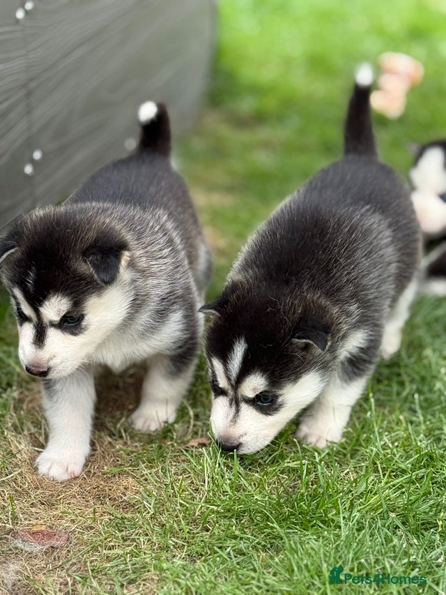 🐾 Charming Siberian Husky Puppies! 🐾 for sale in Basildon | Pets4Homes
