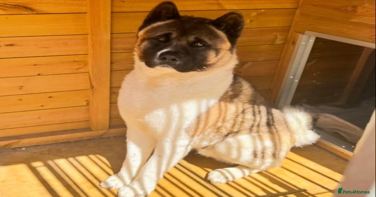 Enzo the American Akita for Stud for stud in Wolverhampton | Pets4Homes