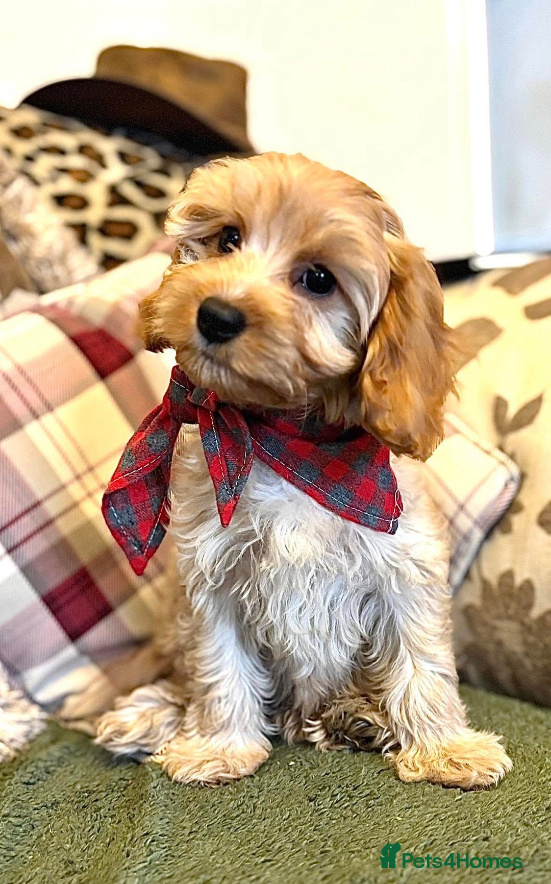 REHOMED Dori - F1 Golden Cavapoo Girl -Ready Now ! for sale in ...