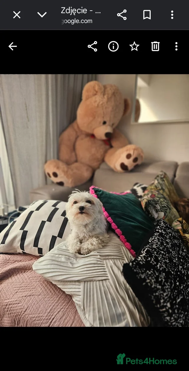 Cute Small Maltipoos F1 for sale in Wolverhampton | Pets4Homes