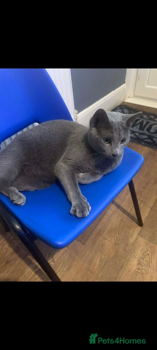 Blue Russian boy for stud active for stud in Leicester | Pets4Homes