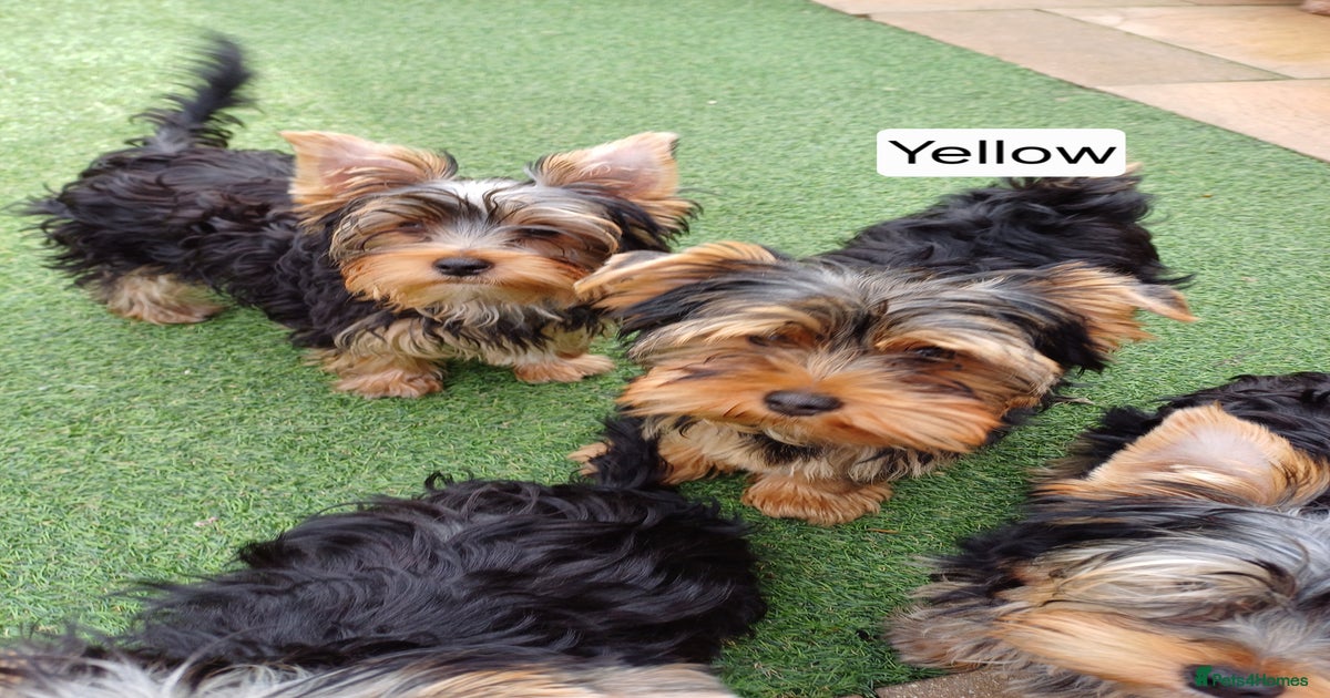 KC Yorkie Pups full vacs Ready Now 5* Breeder for sale in Wareham ...