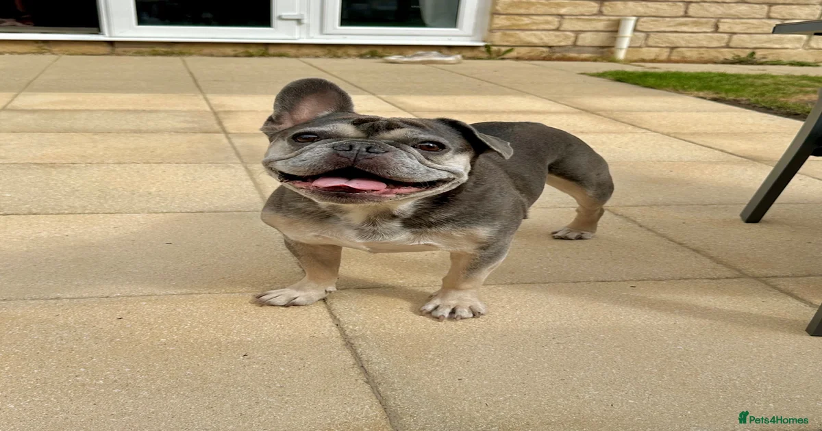 Puppies for sale under £300 | Pets4Homes
