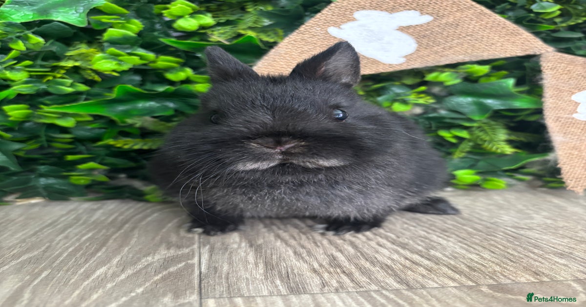 BEAUTIFUL BABY NETHERLAND DWARF BUNNIES for sale in Leeds | Pets4Homes