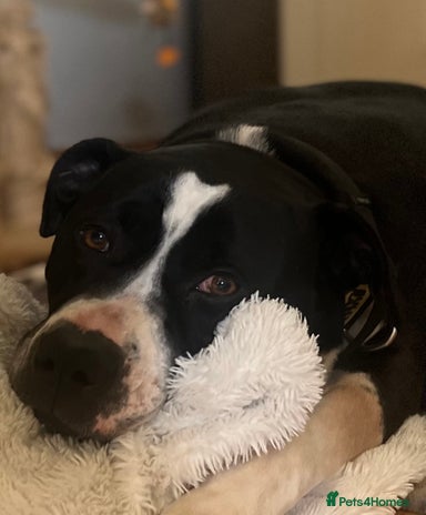 Free Dogs for adoption | Pets4Homes