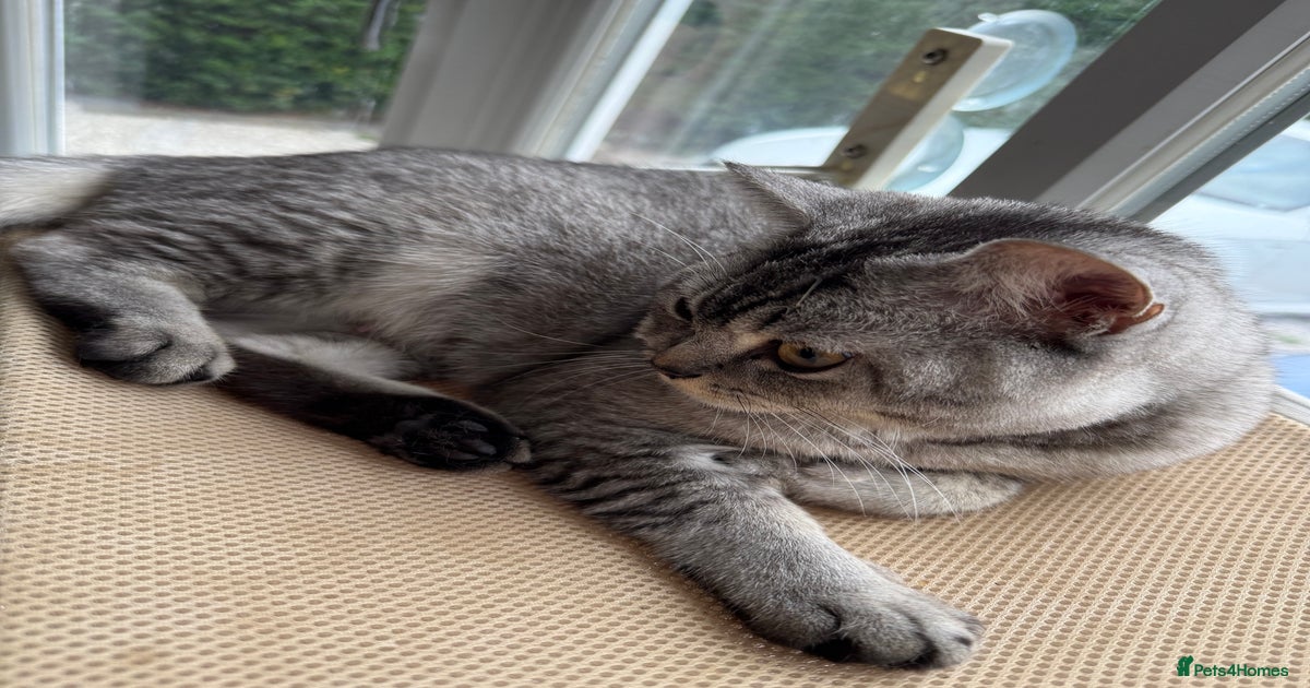 BSH male kitten rare each eye different colour for sale in Nottingham ...
