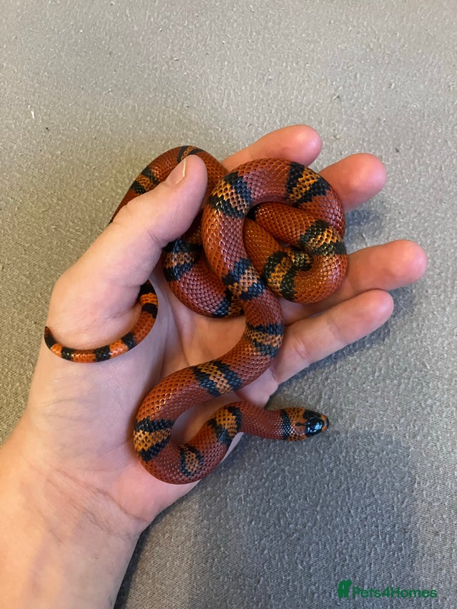 SCALES & TAILS | Pets4Homes