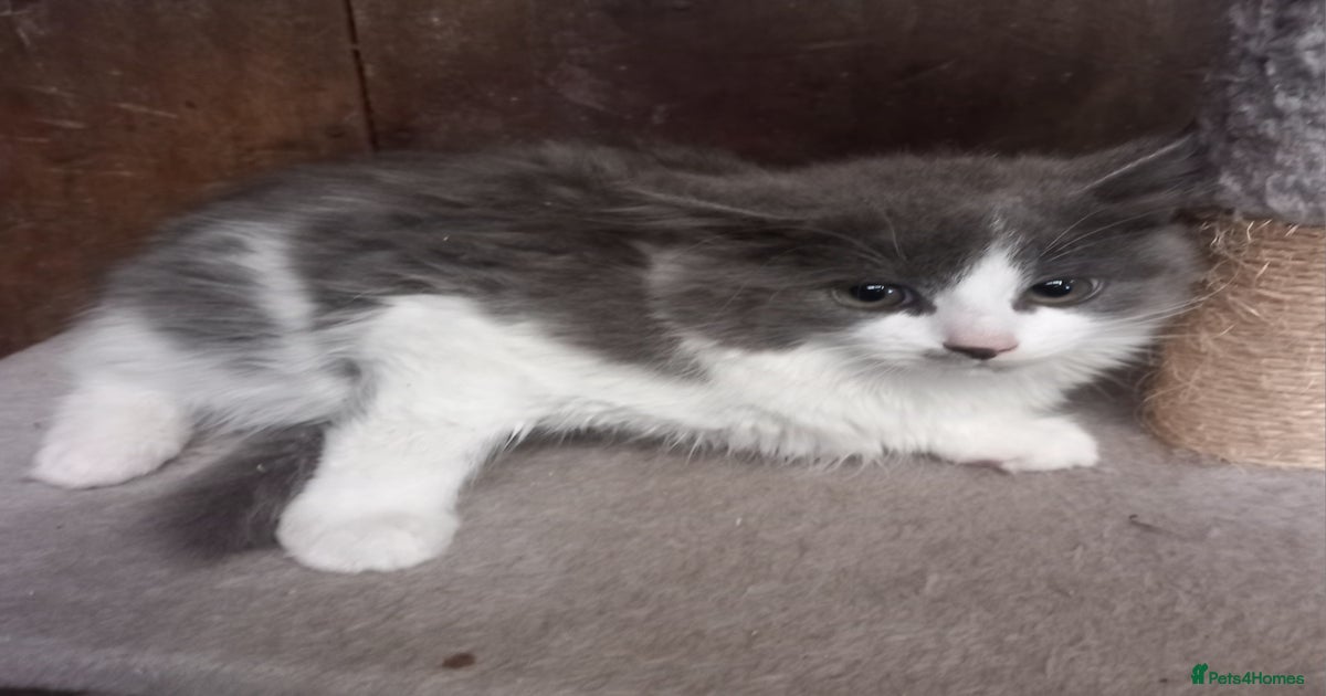 Beautiful fluffy female kitten for sale in Diss | Pets4Homes