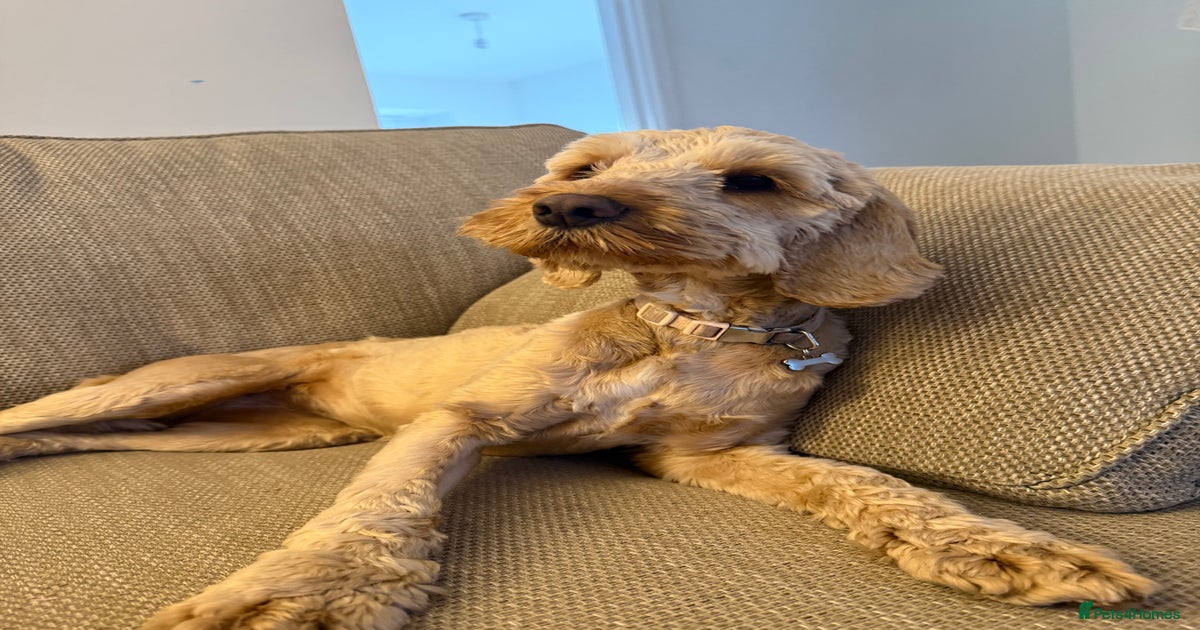 Loving Home Needed for Willow - Cockapoo for sale in Preston | Pets4Homes