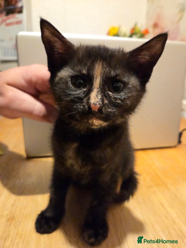 2 female kittens for sale in Sheerness | Pets4Homes