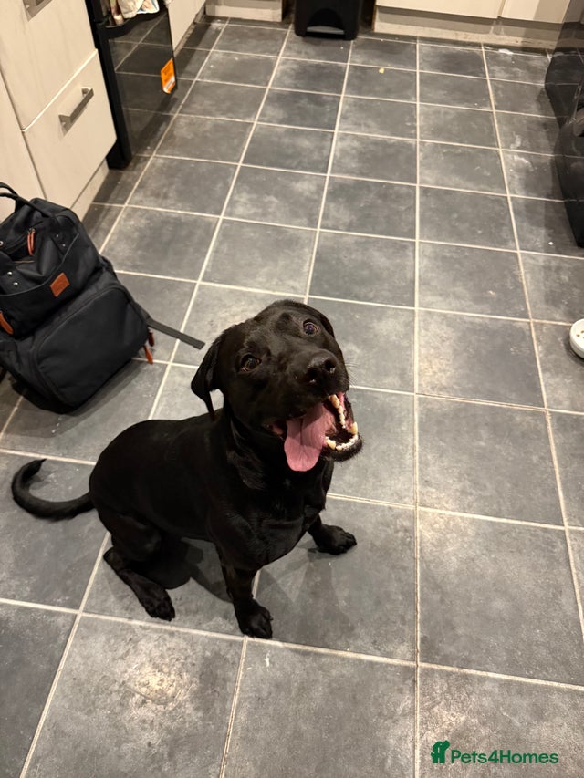6 year Old Staff x Lab for sale in Bridgwater | Pets4Homes