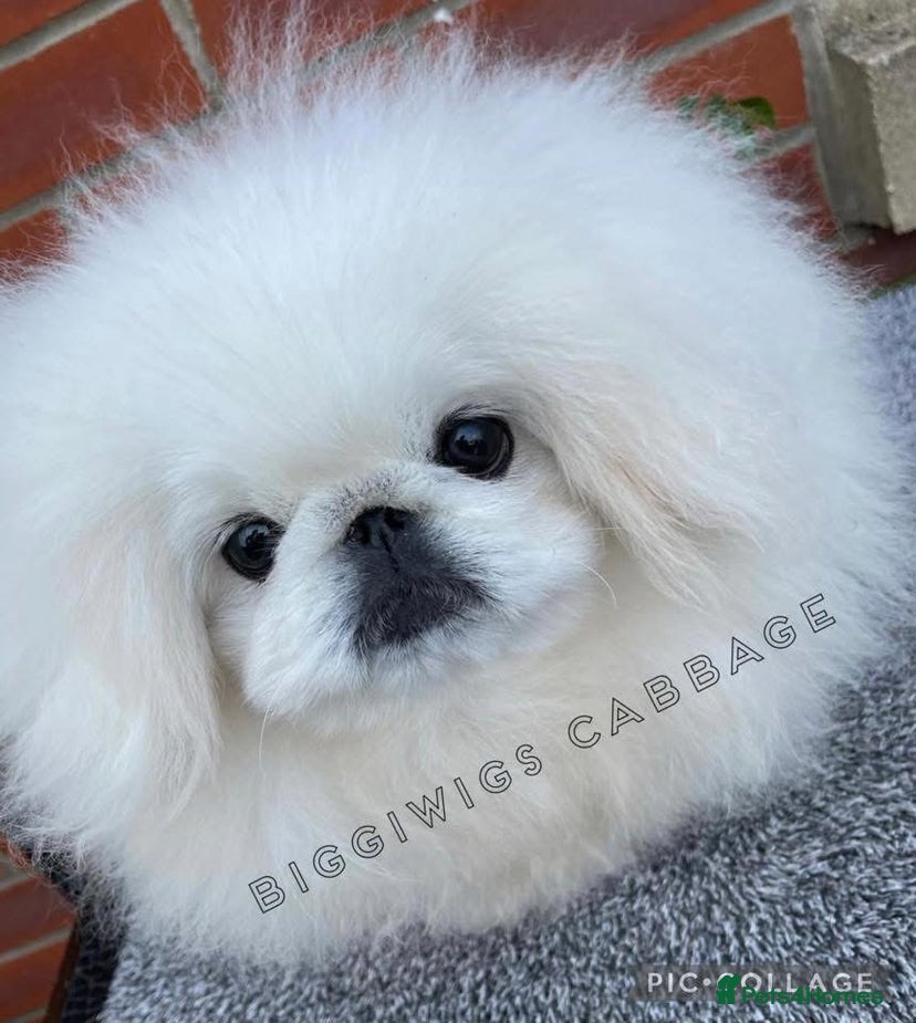 Pekingese breeders | Pets4Homes
