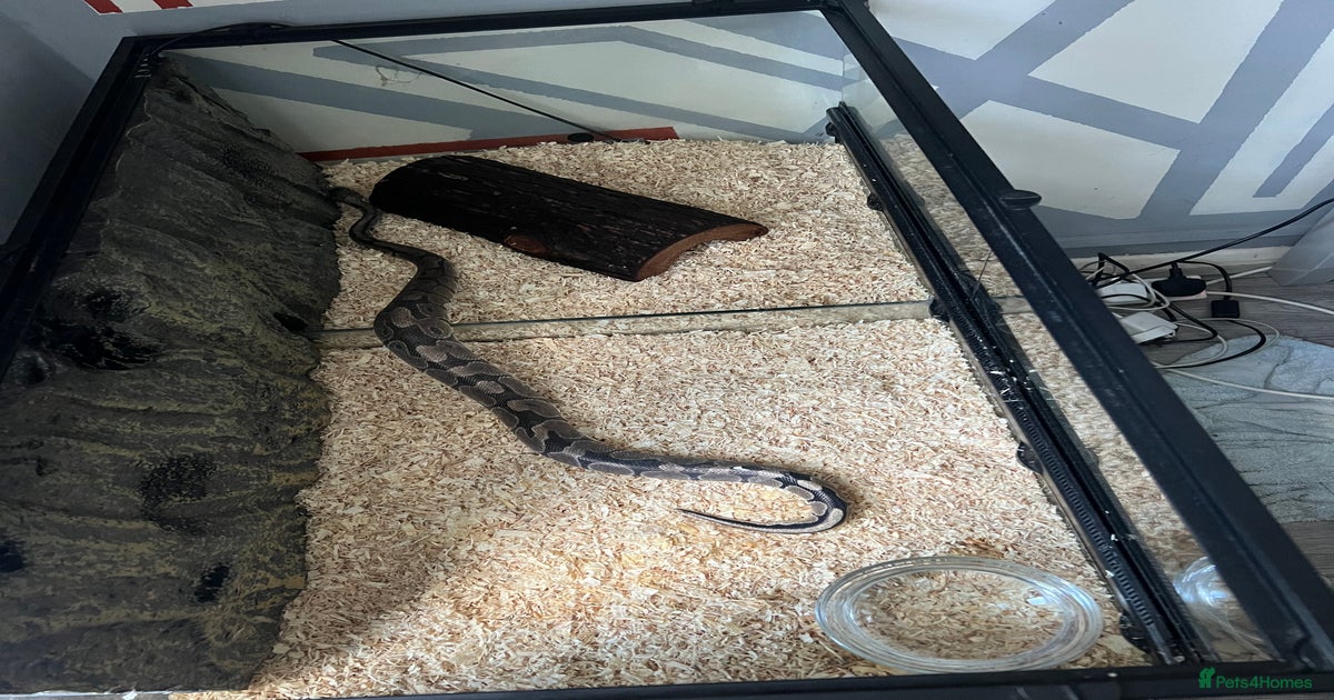 Friendly Female Ball Pytho, Full Viv & feeding box for sale in Ruislip ...