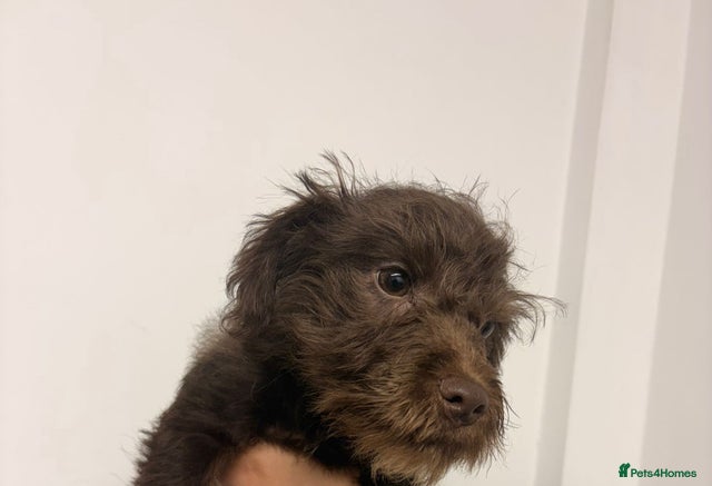16 week old patterdale terrier x cockapoo mix for sale in Wigan ...