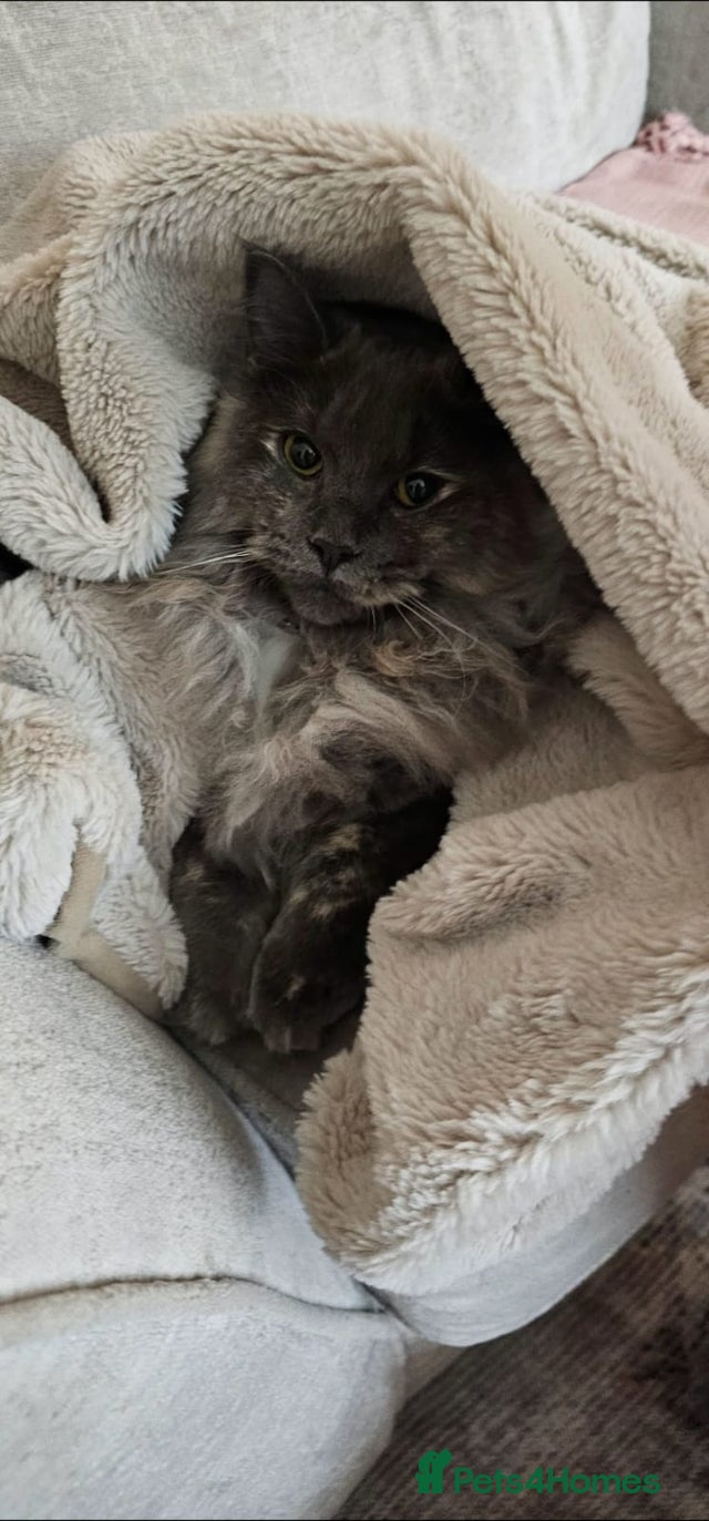 Beautiful ragdoll / Maine coon princess for sale in Manningtree ...