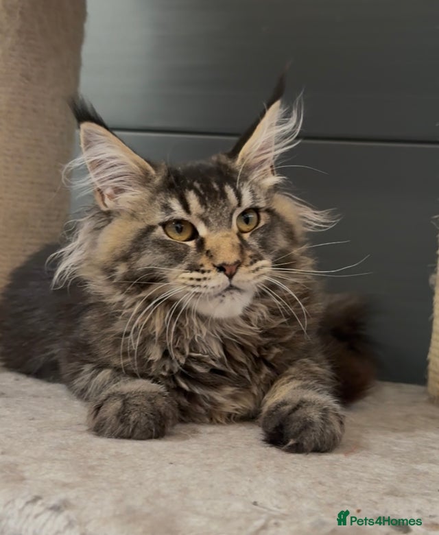 XL maine coon kittens Russia bloodlines Ready Now for sale in Spalding ...