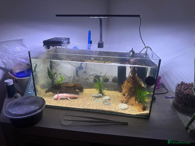 Axolotl & Tank Set Up for sale in Bicester | Pets4Homes