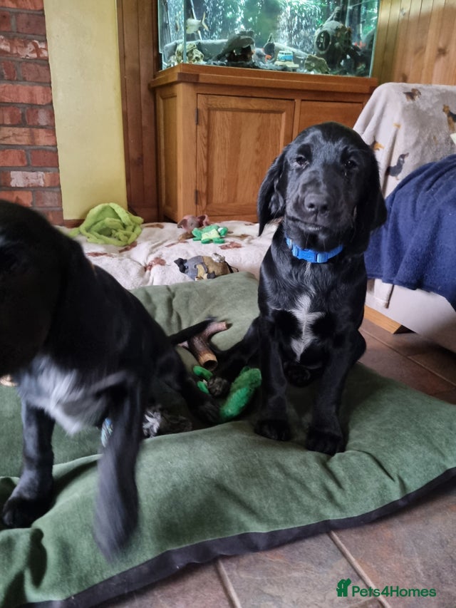 Cockerdor (lab x working cocker spaniel) for sale in Cockburnspath ...