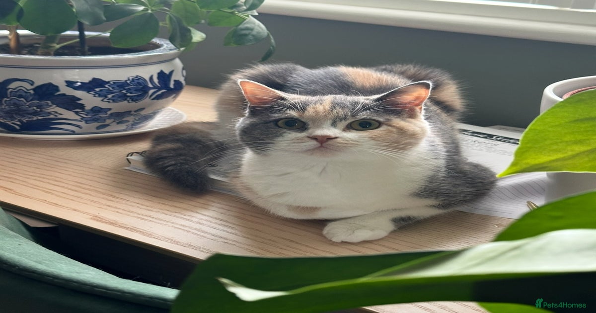 British shorthair x Ragdoll tricolour female for sale in Colchester ...