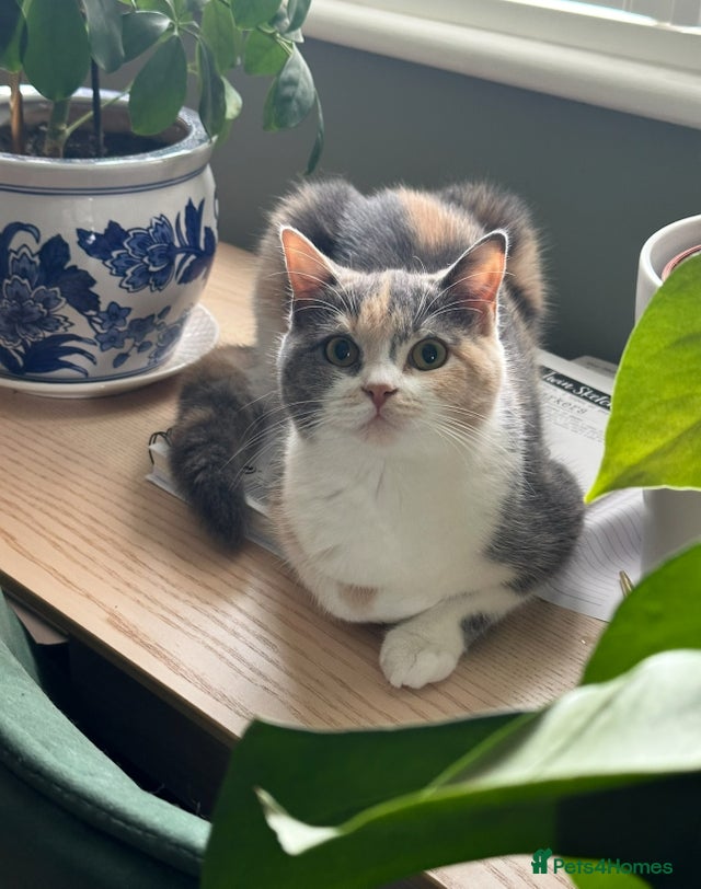 British shorthair x Ragdoll tricolour female for sale in Colchester ...
