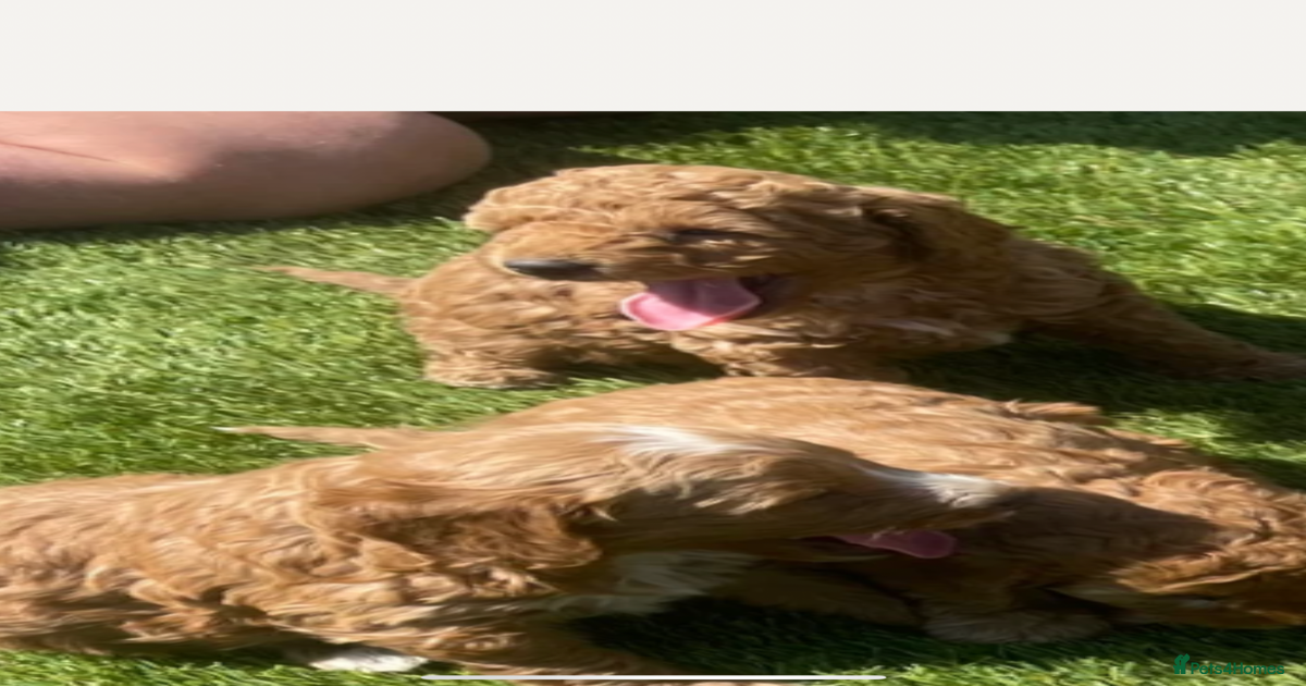 1 beautiful fox red cavapoo boy ready now for sale in Basingstoke ...