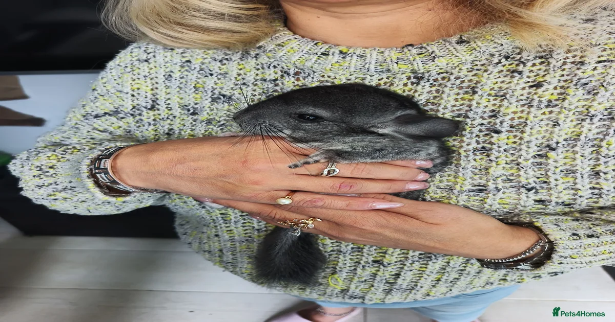 Chinchilla Rodents for sale | Pets4Homes
