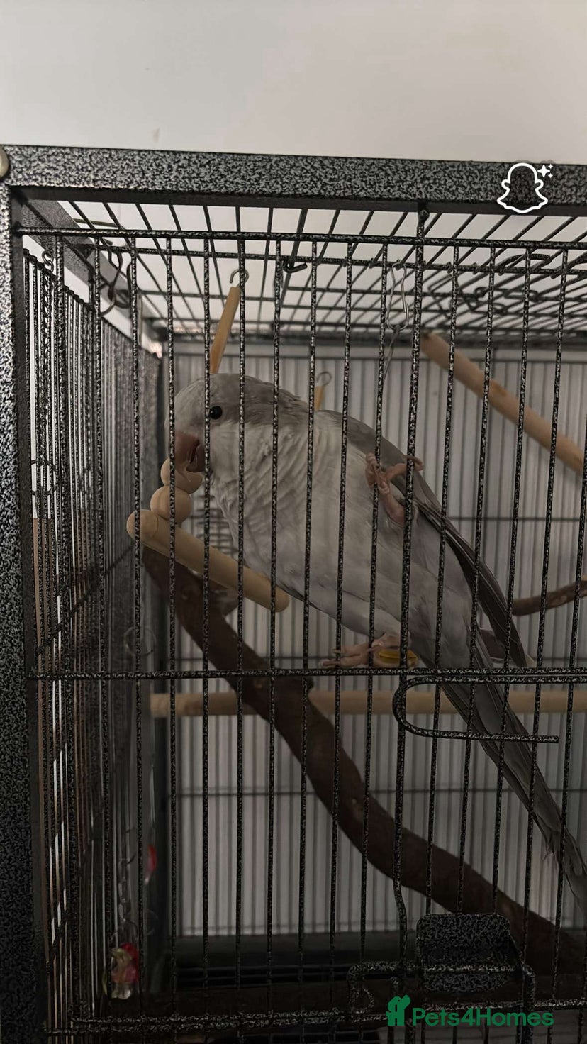 We are taking in all types of birds for sale in Manchester | Pets4Homes