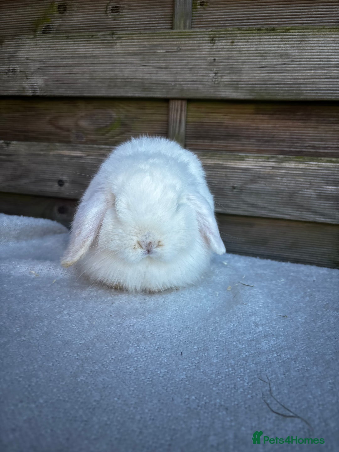 Blue eyed white mini lop for sale in West Bromwich | Pets4Homes