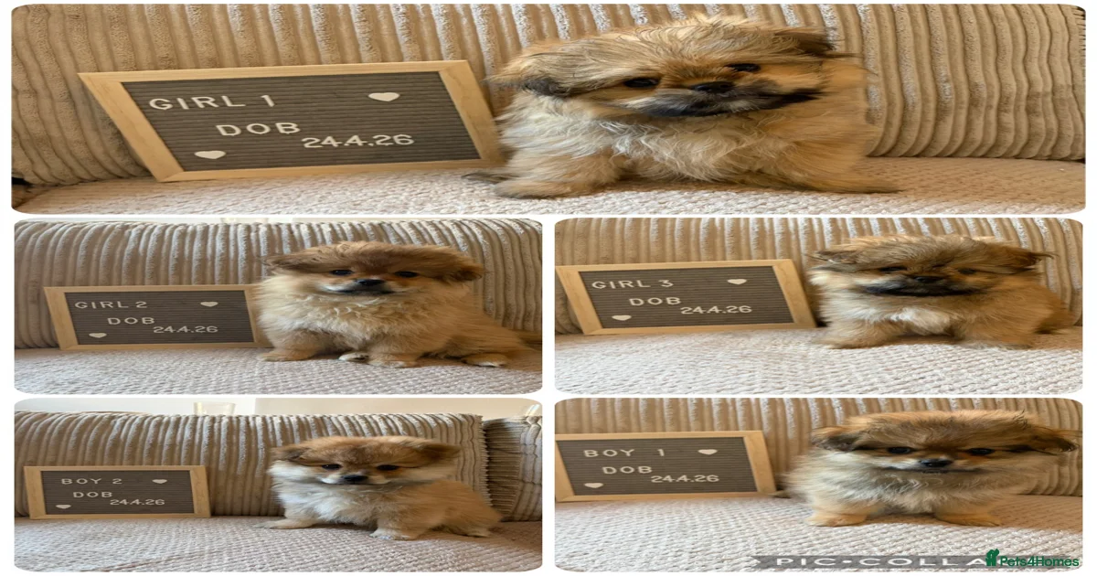 Mixed Breed Puppies for sale | Pets4Homes