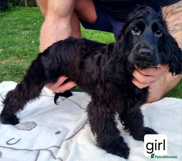 🐾Full Show Type Cocker Spaniel Puppies for sale in Doncaster | Pets4Homes