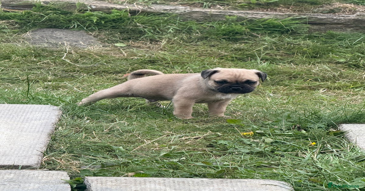 Pug x staffy pups for sale in Rowlands Gill | Pets4Homes