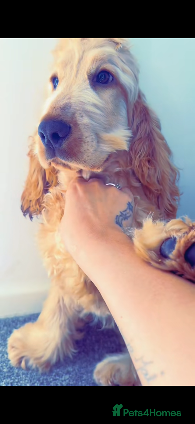 KC Male Show Cocker Spaniel for sale in Hull | Pets4Homes
