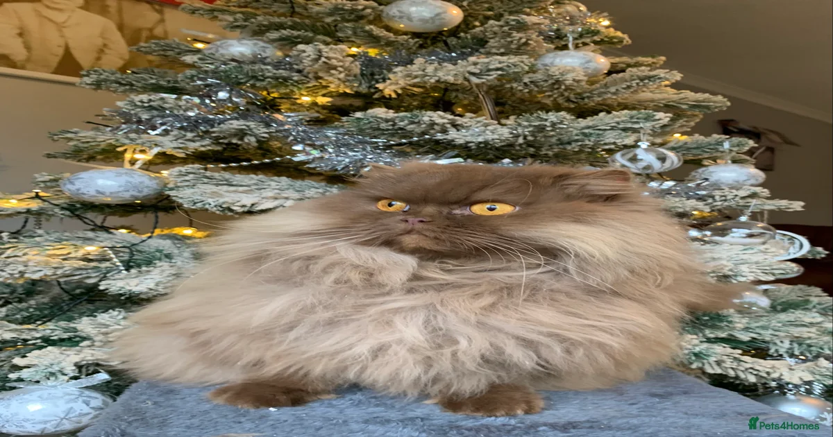 British long hair adults for sale in Banbury | Pets4Homes