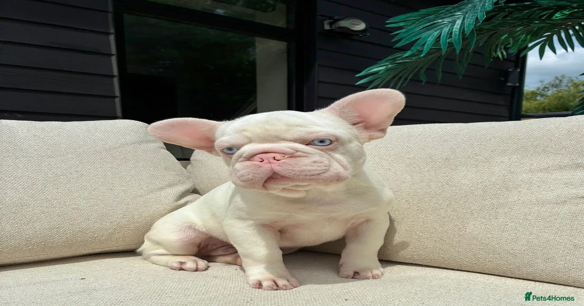 French bulldog puppies for sale in Ongar | Pets4Homes